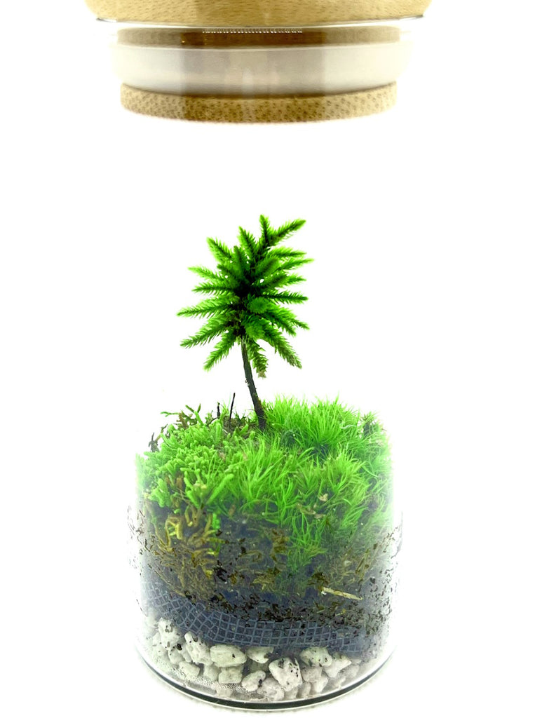 Miniature Live Moss Terrarium Self Sustain Eco-Friendly Perfect Gift f ...