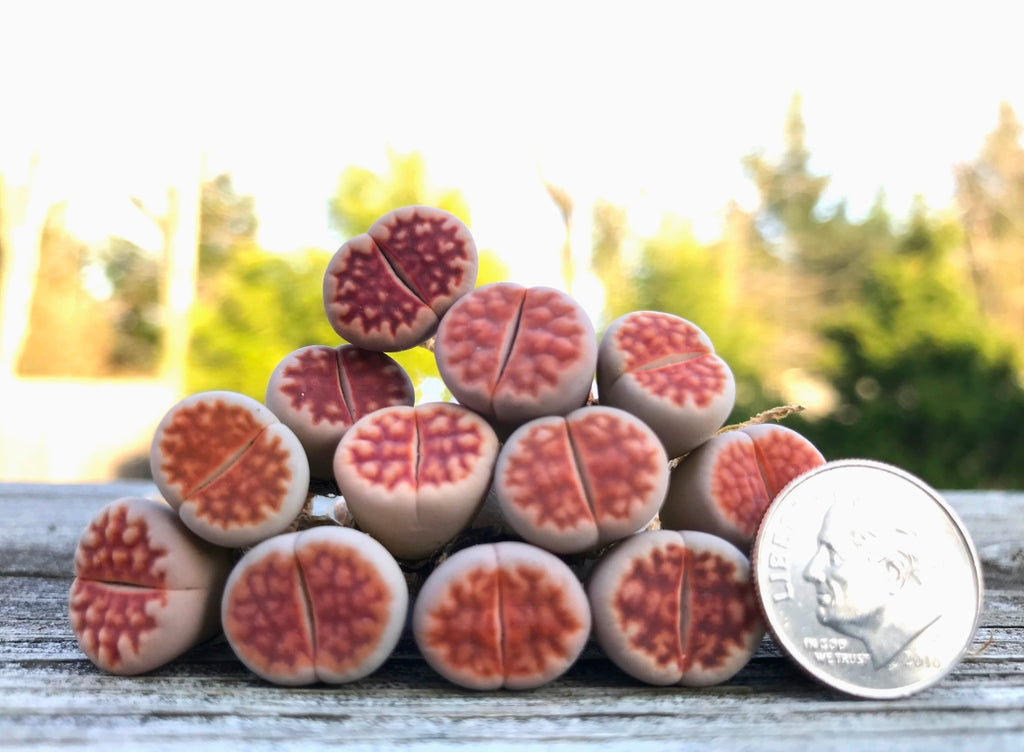 Lithops Karasmontana Mickbergensis v Red Top - Sold individually ...