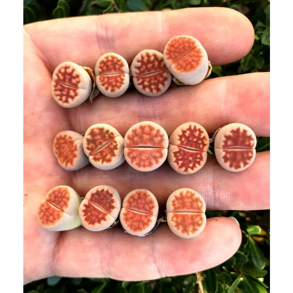 Lithops Karasmontana Mickbergensis v Red Top - Sold individually ...
