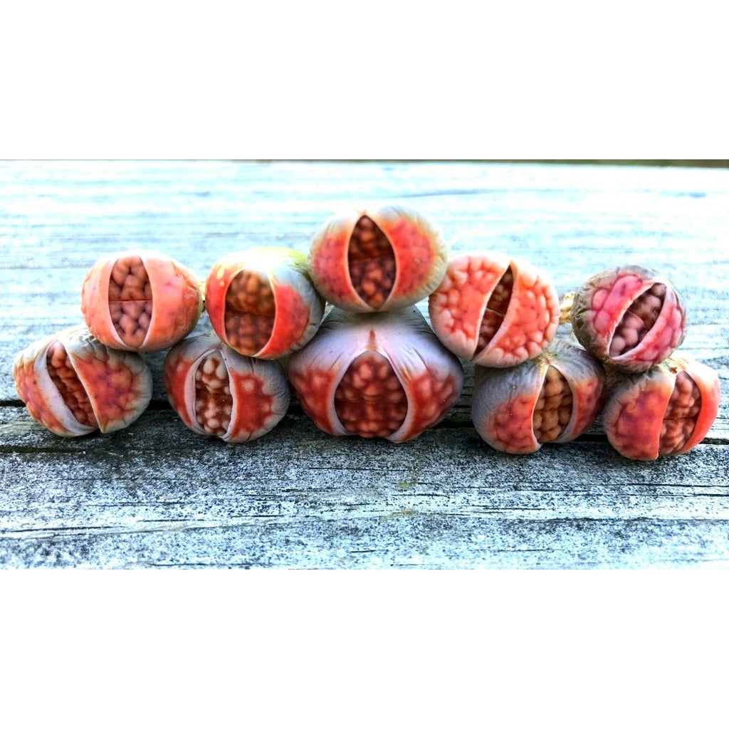 Lithops Karasmontana Mickbergensis v Red Top - Sold individually ...
