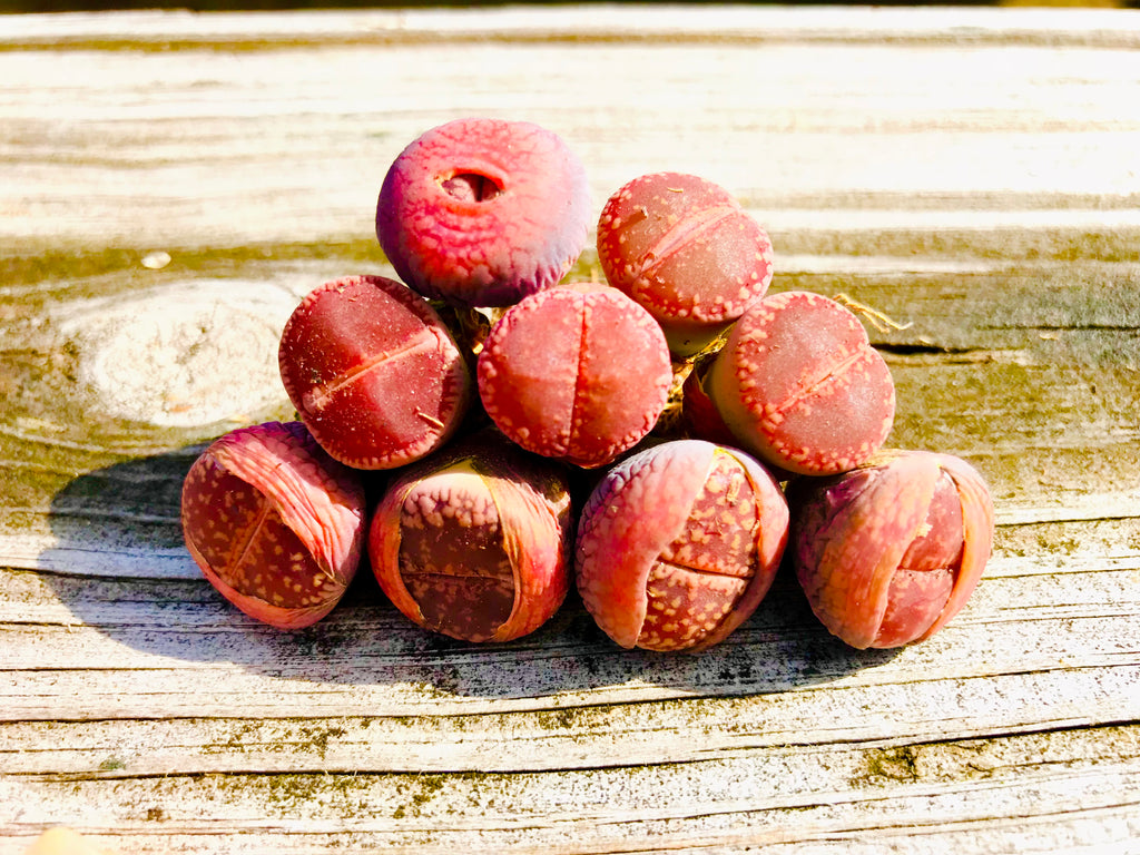 Rare Lithops Aucampiae Ruby Red - Sold individually – Micro Landscape ...