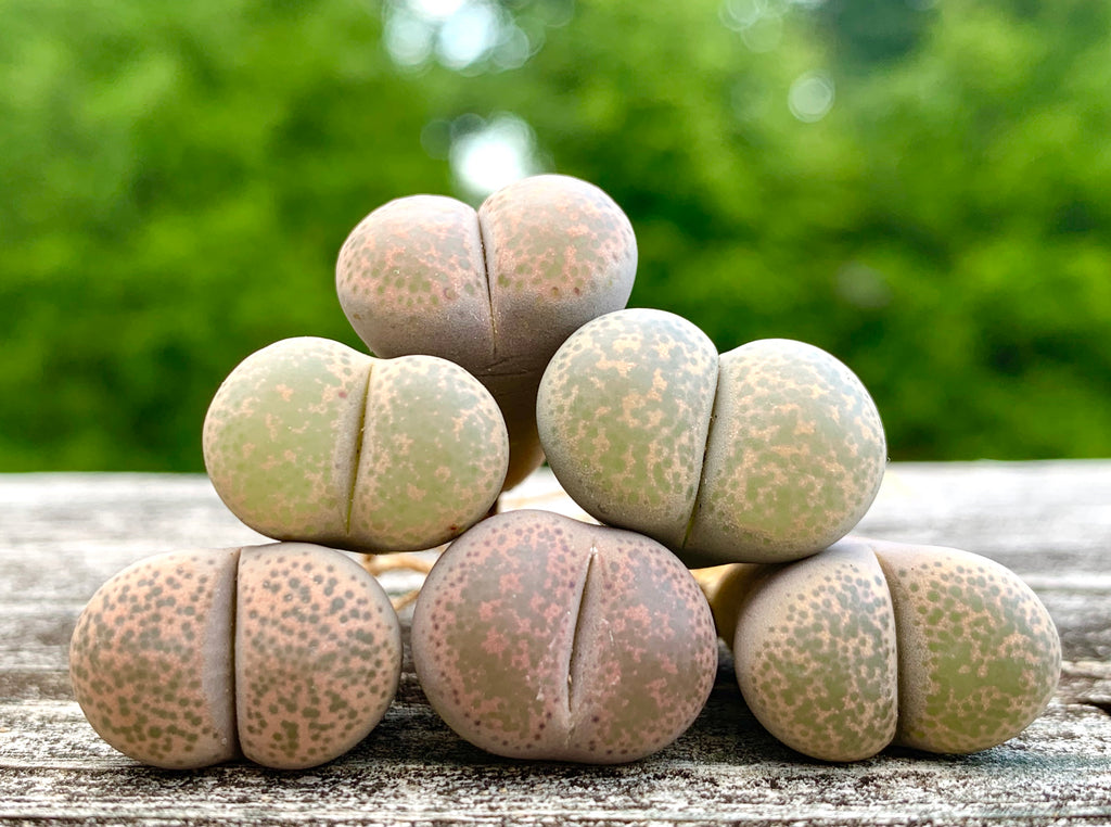 15 Seeds Live Exotic Lithops Localis Mix – Micro Landscape Design