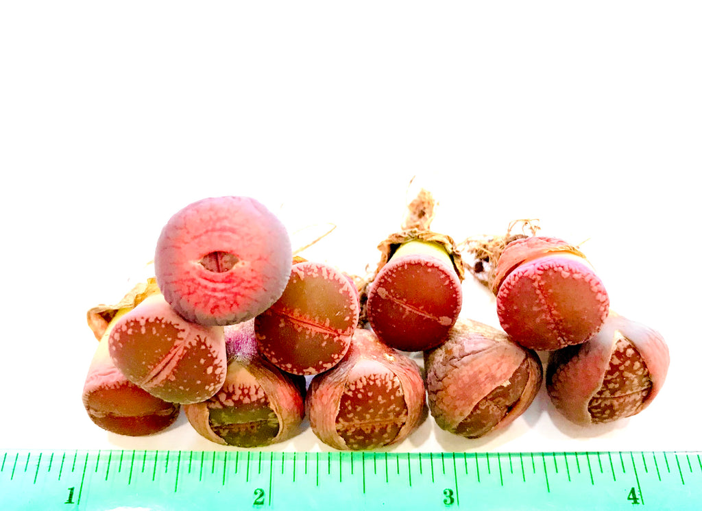 Rare Lithops Aucampiae Ruby Red - Sold individually – Micro Landscape ...