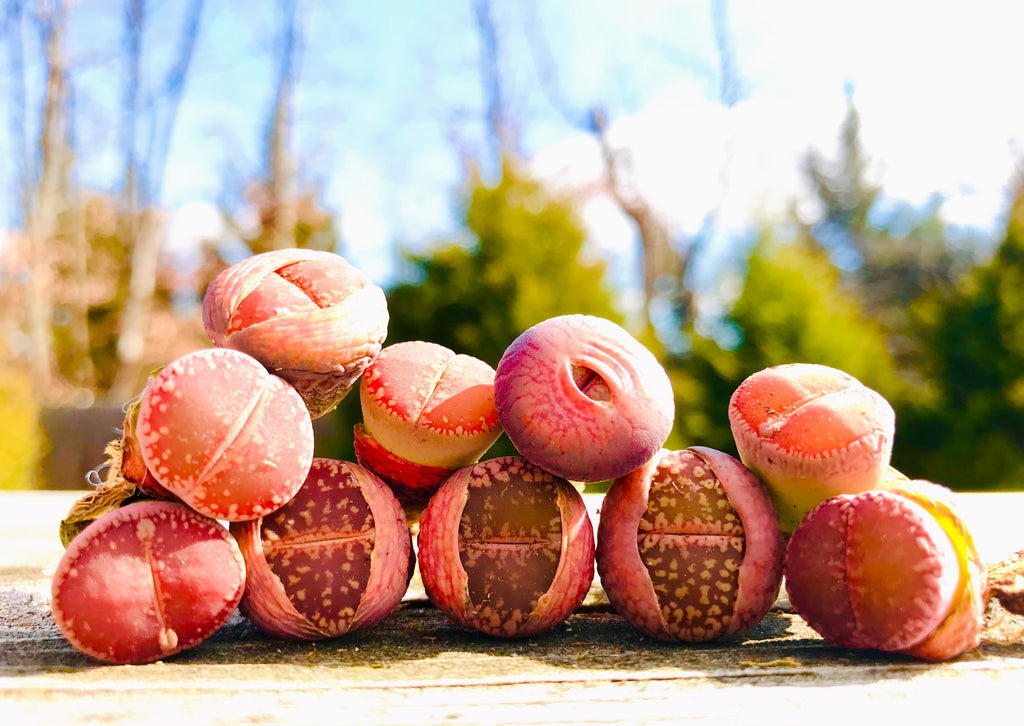 Rare Lithops Aucampiae Ruby Red - Sold individually – Micro Landscape ...