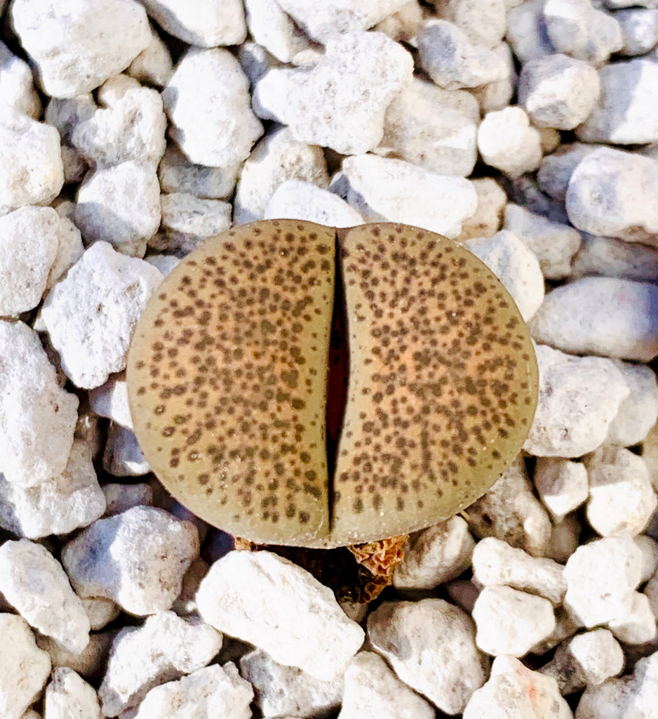 15 Seeds Live Exotic Lithops Localis Mix – Micro Landscape Design